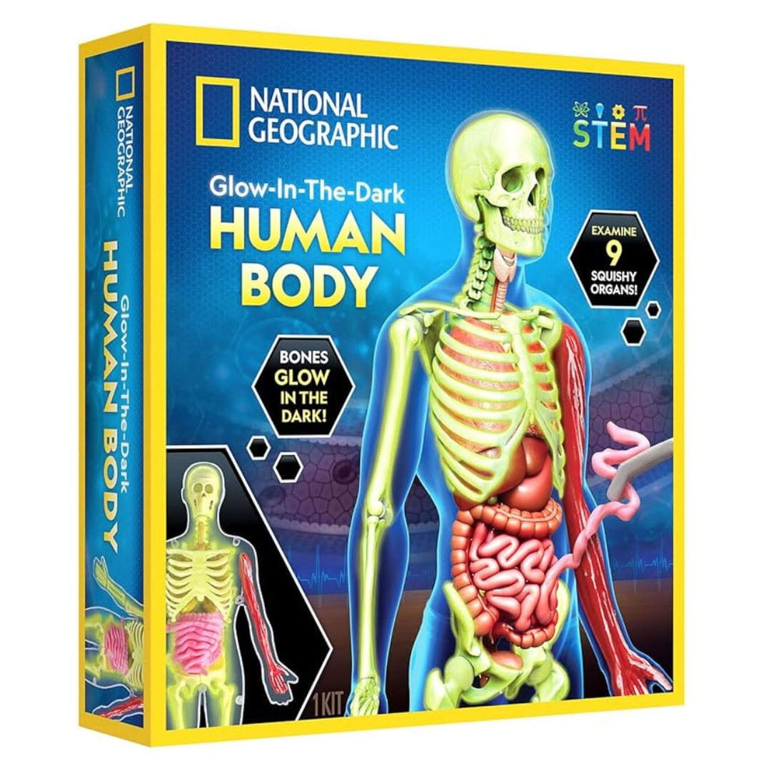 Nat Geo Glow-In-The-Dark Human Body – Playbh